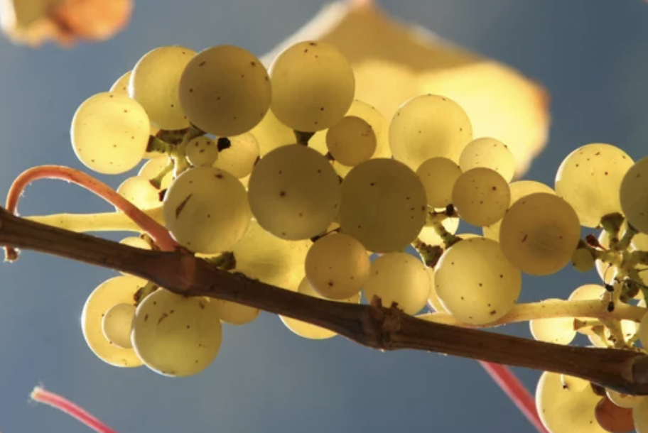 El delicado perfil de la uva Riesling, la elegancia en una varietal ...